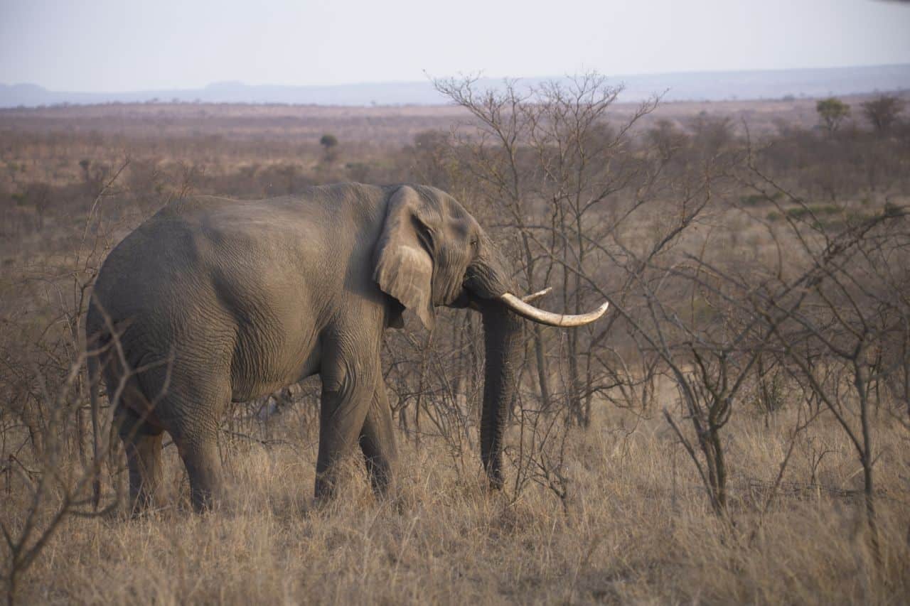 Bow Hunt in South Africa - What you need to know - Blackhorn Safaris