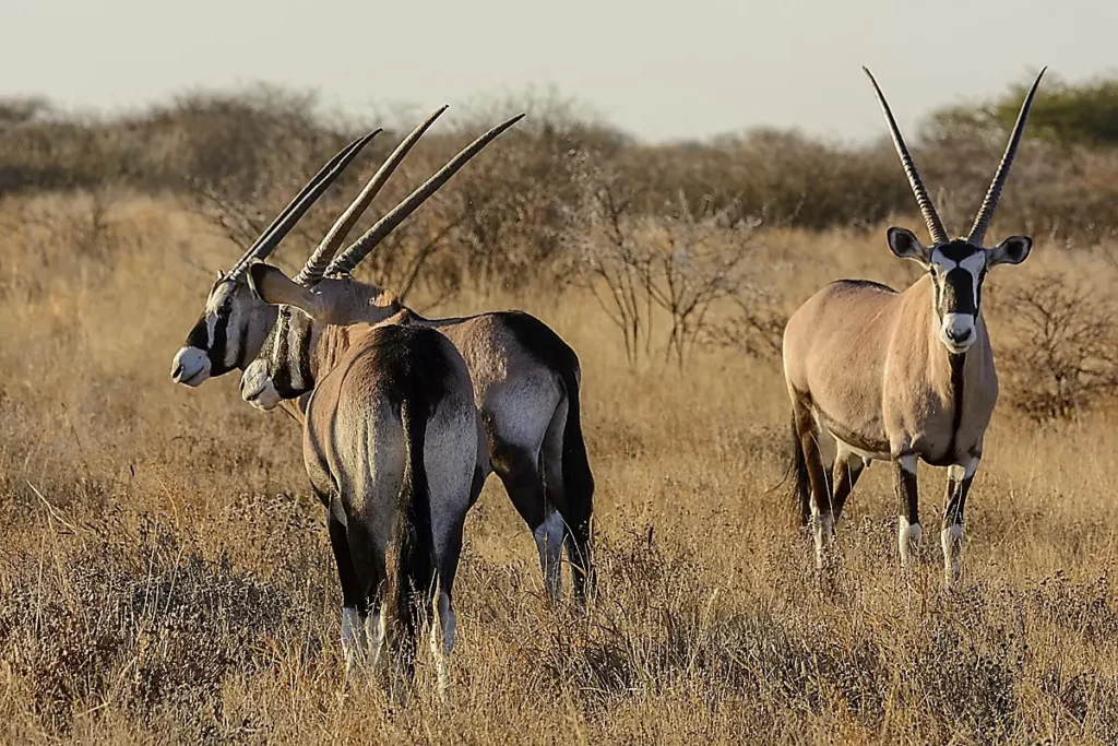 Gemsbok Hunting In South Africa Hunting Gemsbok